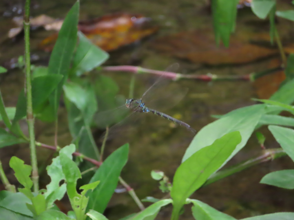 Dingy Duskhawker from 富陽公園, Daan, Taipei, Taiwan on April 16, 2023 at ...