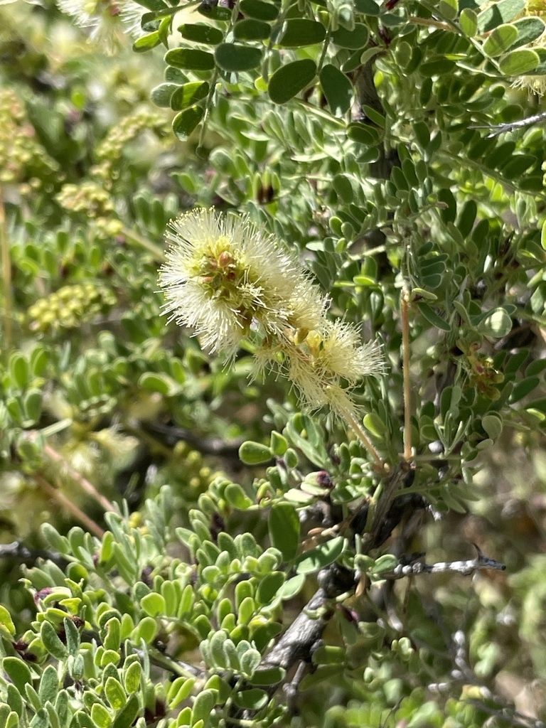 Catclaw Acacia from Catalina Foothills, AZ, USA on April 22, 2023 at 08 ...