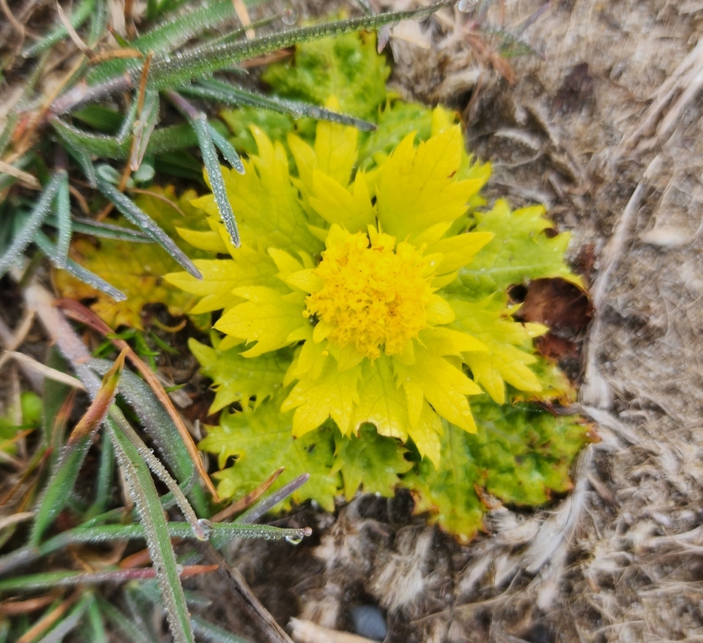 Footsteps of spring from Fort Bragg, CA 95437, USA on April 22, 2023 at ...