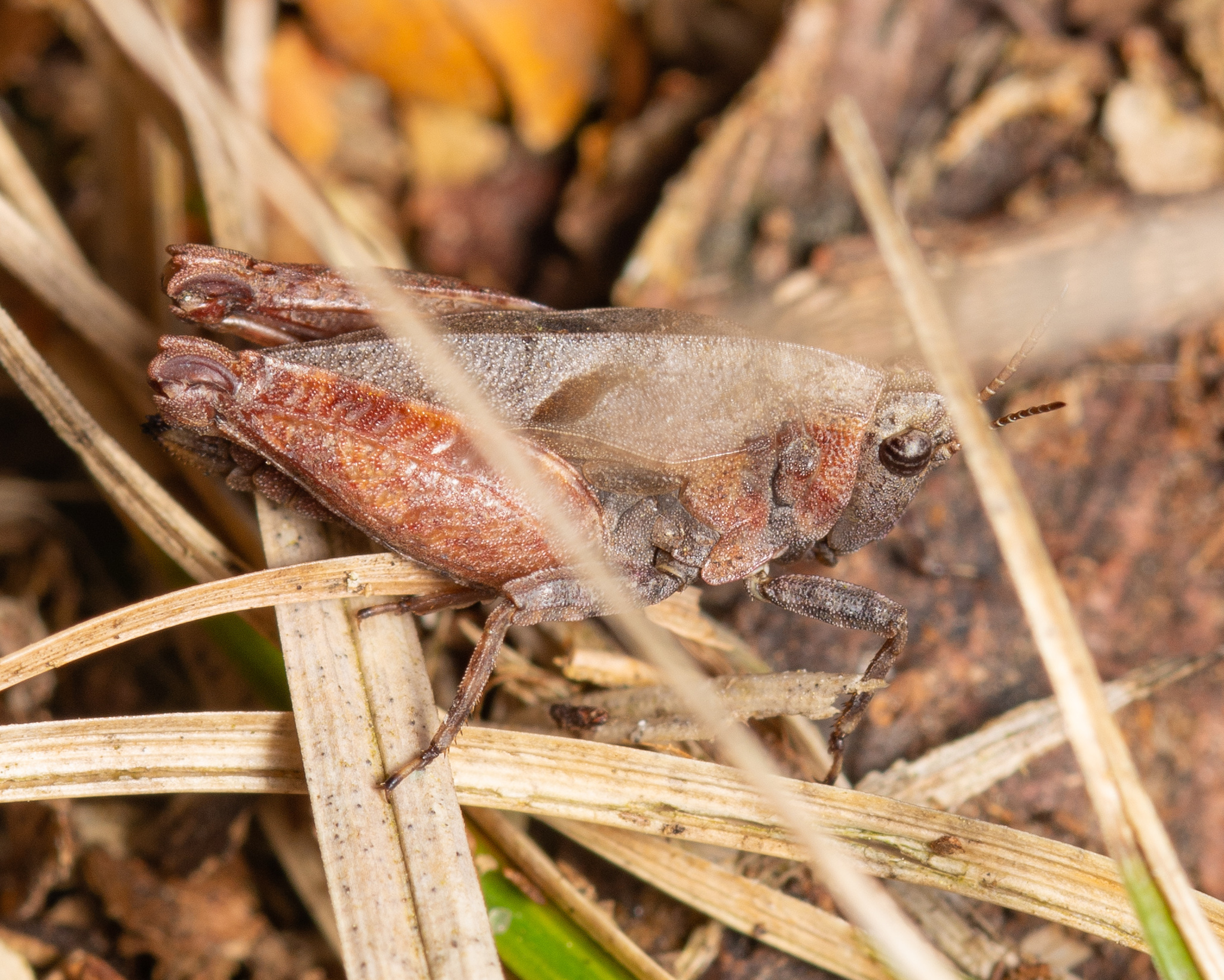 Tetrix bipunctata (Linnaeus, 1758)