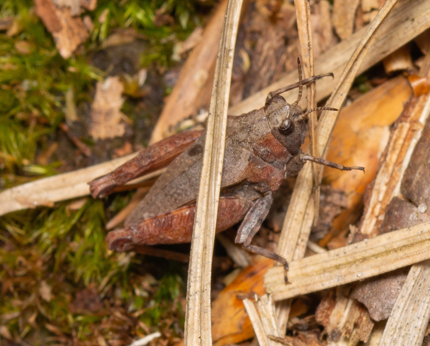 Tetrix bipunctata (Linnaeus, 1758)