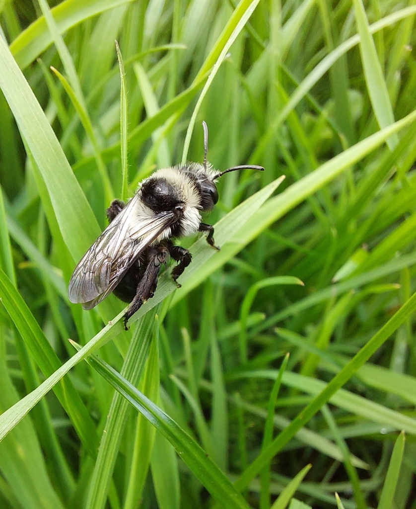 Ashy Mining Bee from Bromborough, Birkenhead, Wirral, UK on April 22 ...