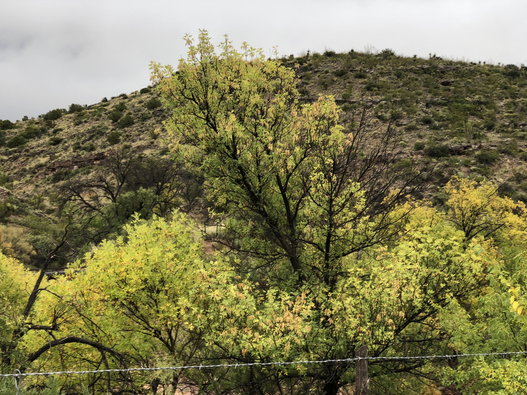Fraxinus Velutina Modesto