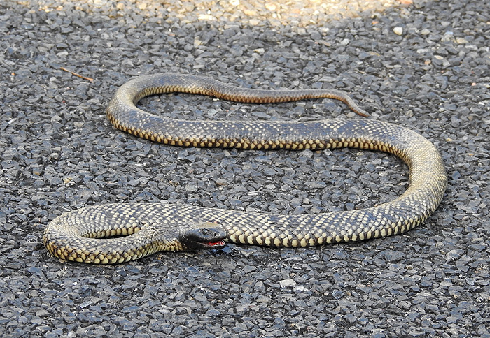 Blue-bellied Black Snake (Pseudechis guttatus) - Snakes and Lizards