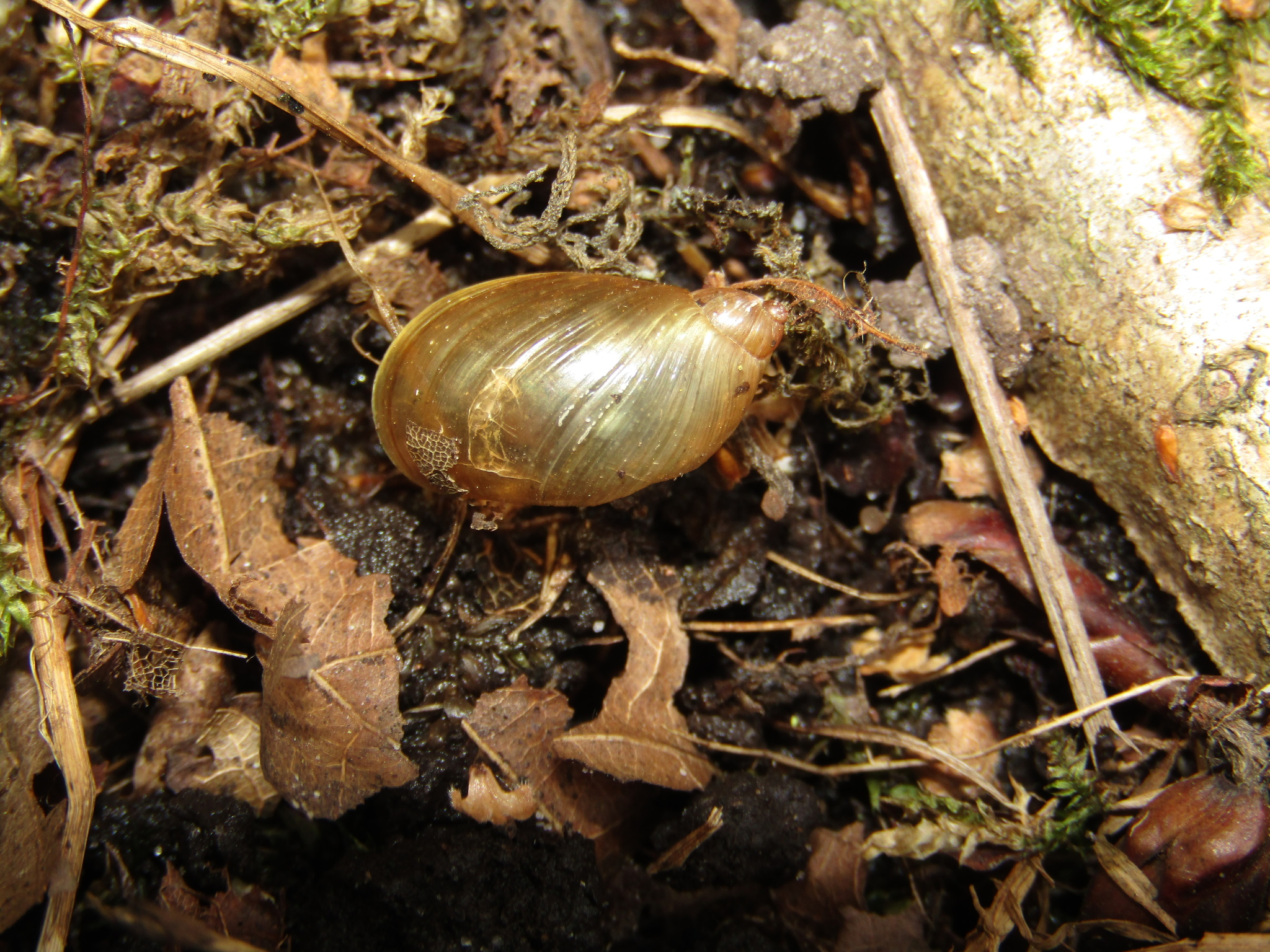 Succinea putris (Linnaeus, 1758)