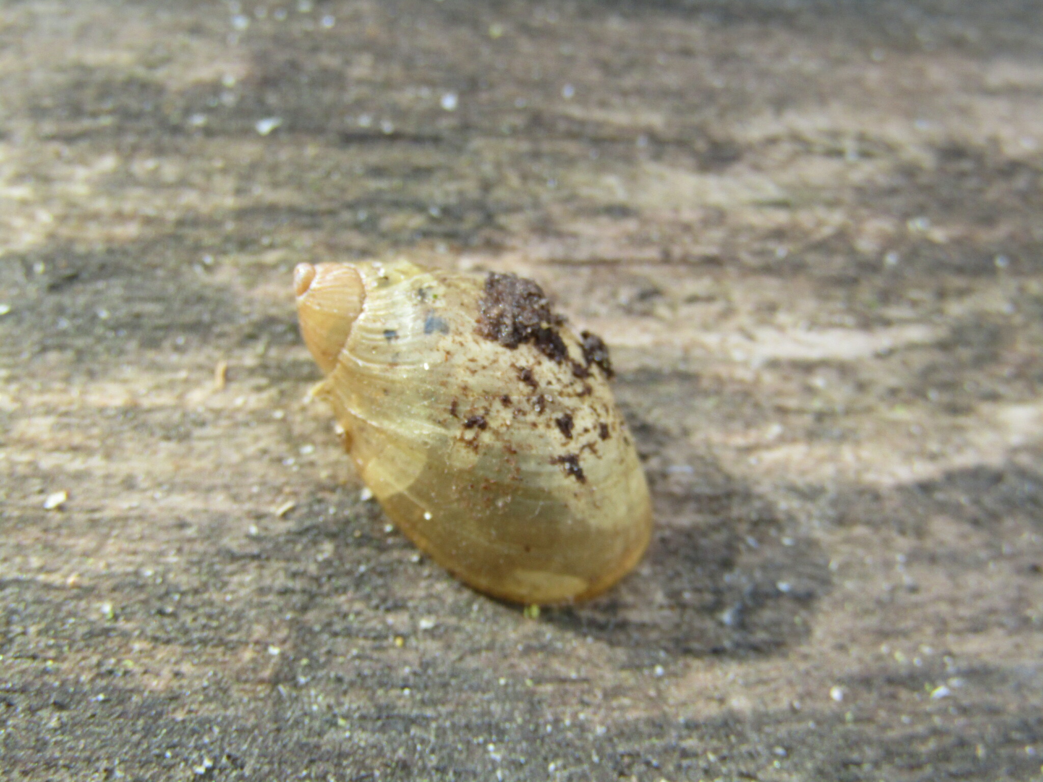 Succinea putris (Linnaeus, 1758)