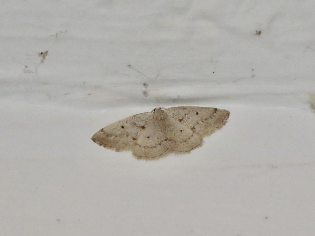 Gray Spring Moth in April 2023 by Josh Emm · iNaturalist