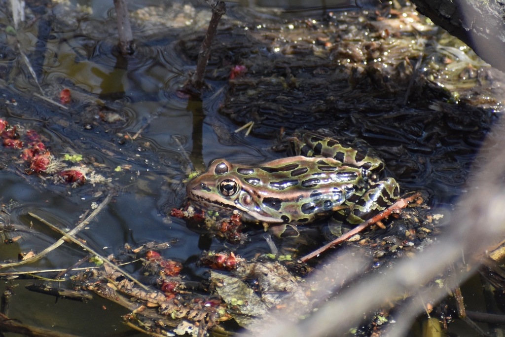 Northern Leopard Frog from Rosemère, QC, Canada on April 22, 2023 at 11 ...