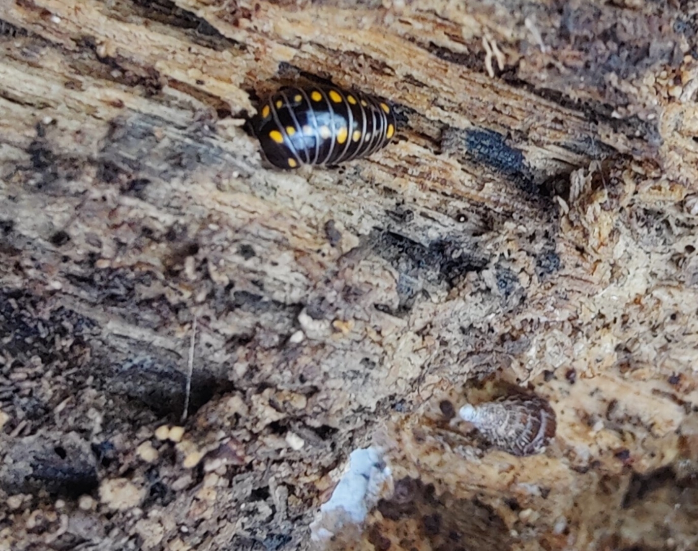 Glomeris pustulata (Fabricius, 1781)