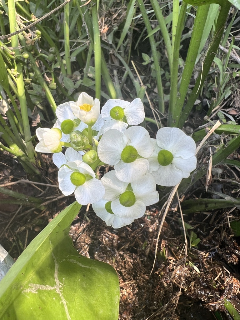 Delta Arrowhead from The San Antonio River Walk, San Antonio, TX, US on ...