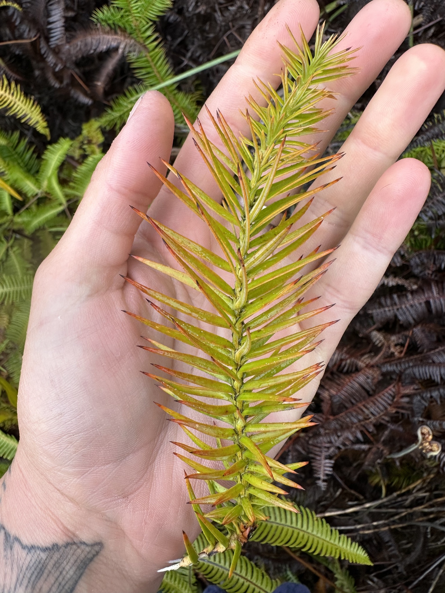 Cunninghamia lanceolata (Lamb.) Hook.