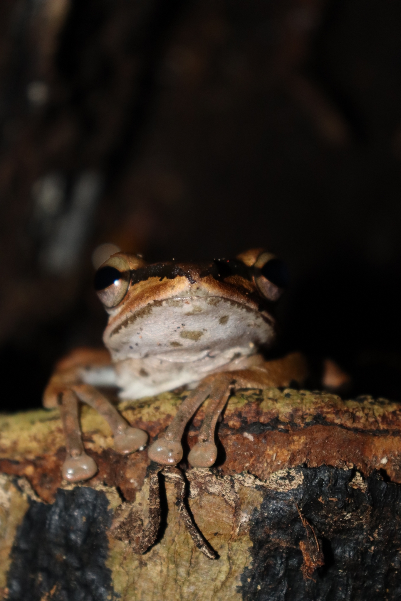 Polypedates macrotis (Boulenger, 1891)