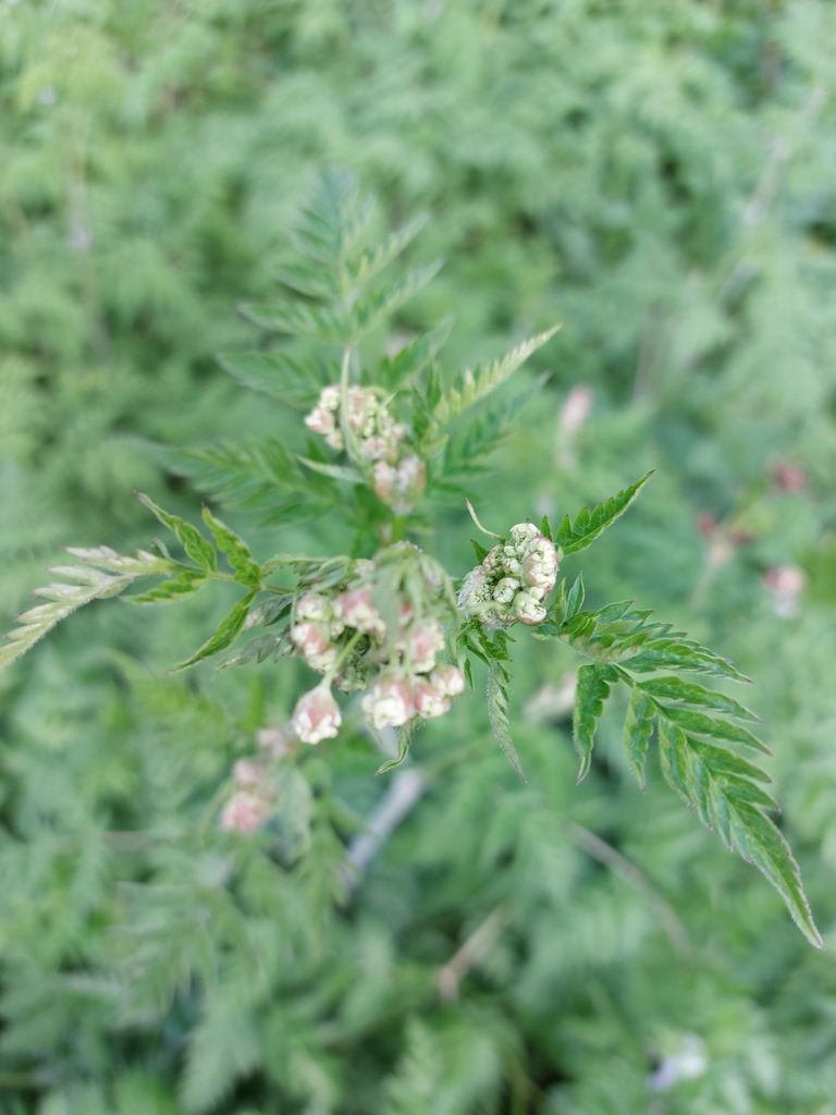 Cow Parsley from Tang Hall, York YO31, UK on April 22, 2023 at 04:52 PM ...