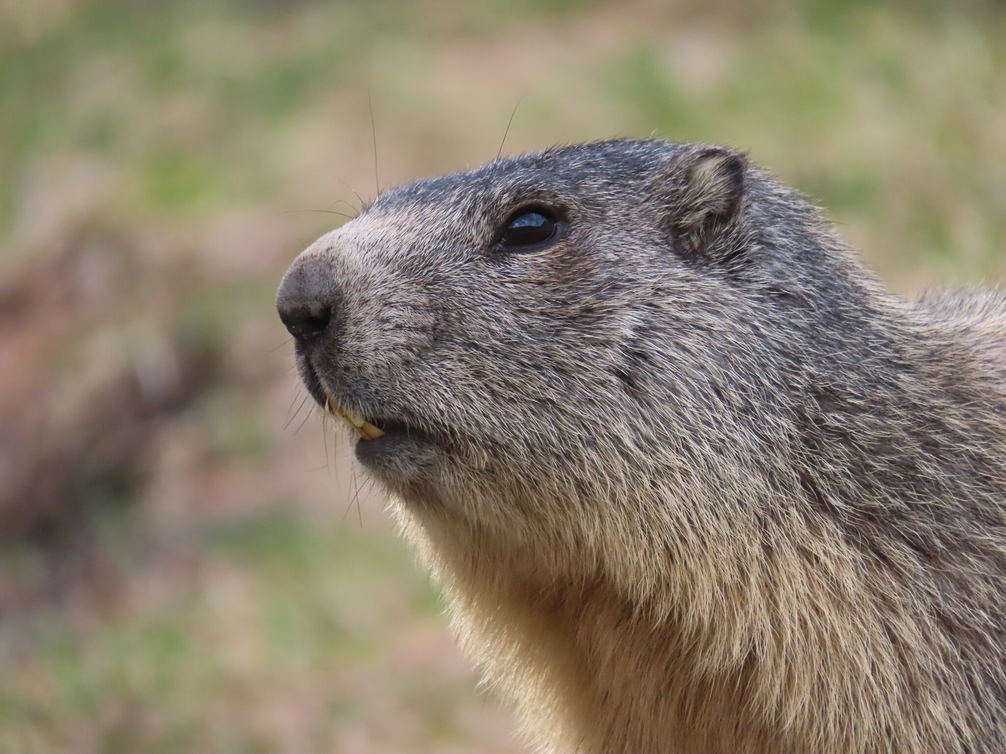 Marmota marmota (Linnaeus, 1758)