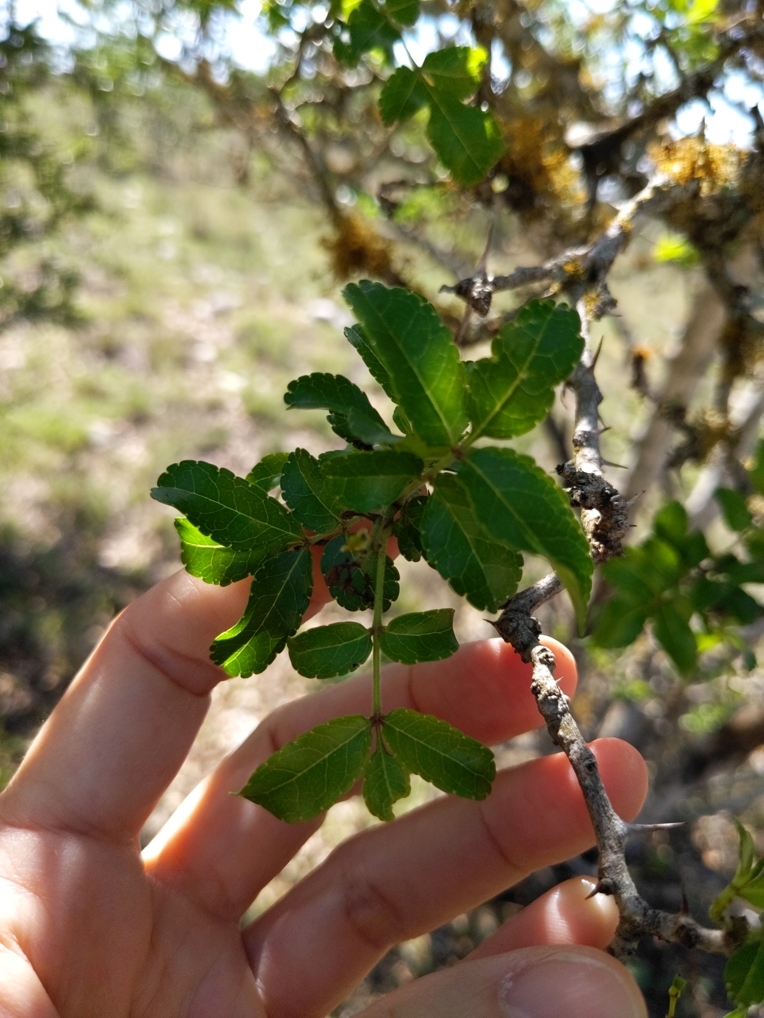 Zanthoxylum clava-herculis subsp. fruticosum (A.Gray) Reynel
