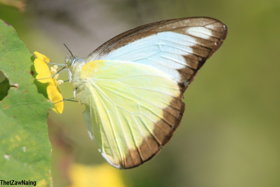 Appias lyncida (Cramer, 1779)