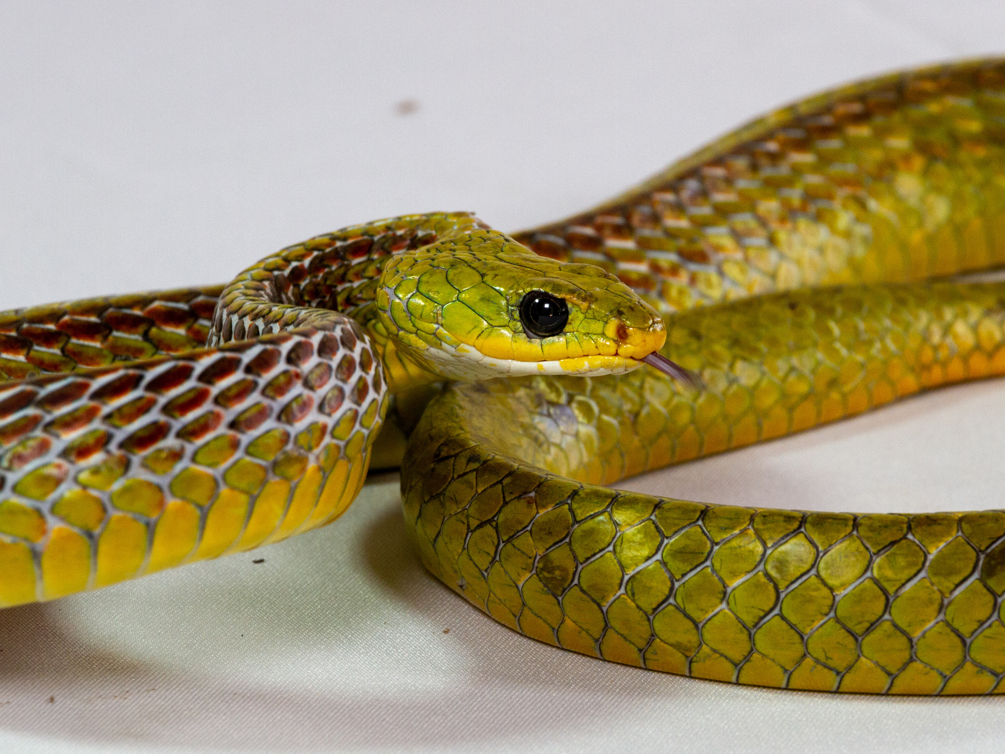 Chironius spixii (Hallowell, 1845)