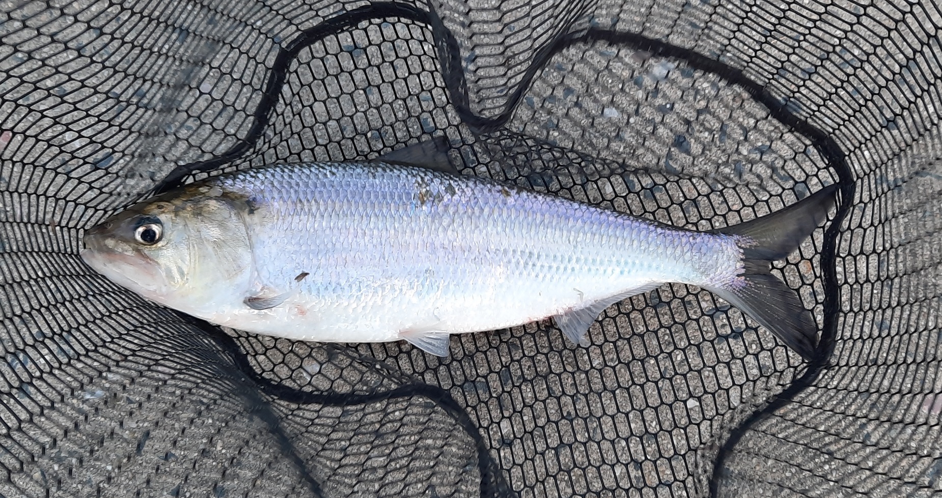 Alosa sapidissima (Wilson, 1811)