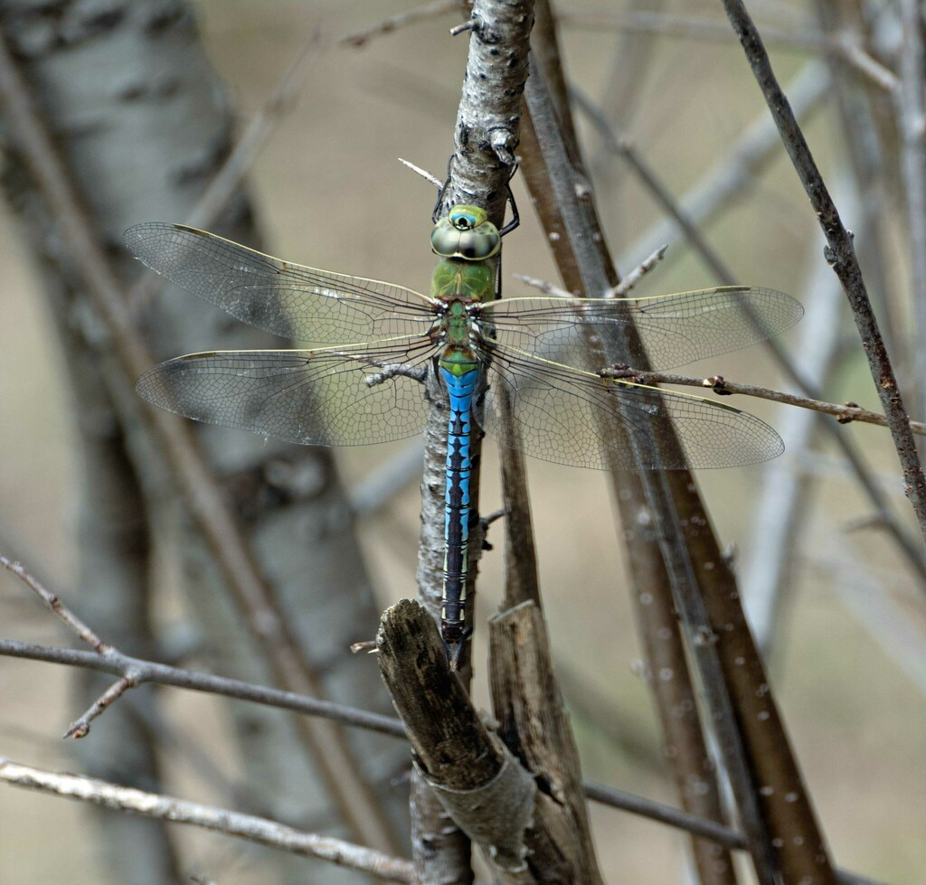Common Green Darner from Miester Forestry Tract, Flamborough, Hamilton ...