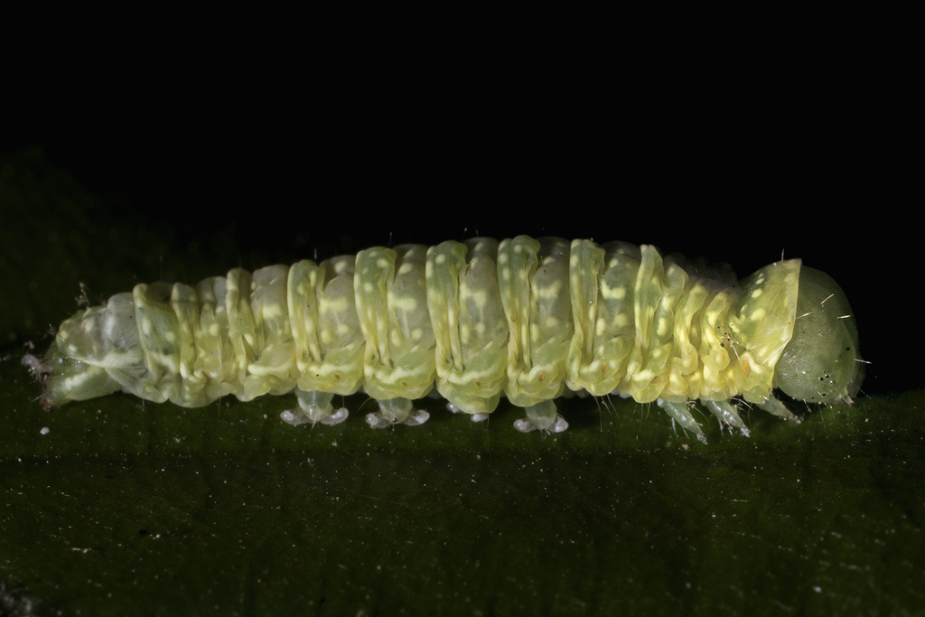 Large Paectes Moth from Abbeville County, SC, USA on June 08, 2008 at ...
