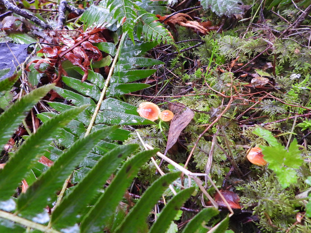 Heimiomyces fulvipes from Comox Valley, BC, Canada on April 22, 2023 at ...