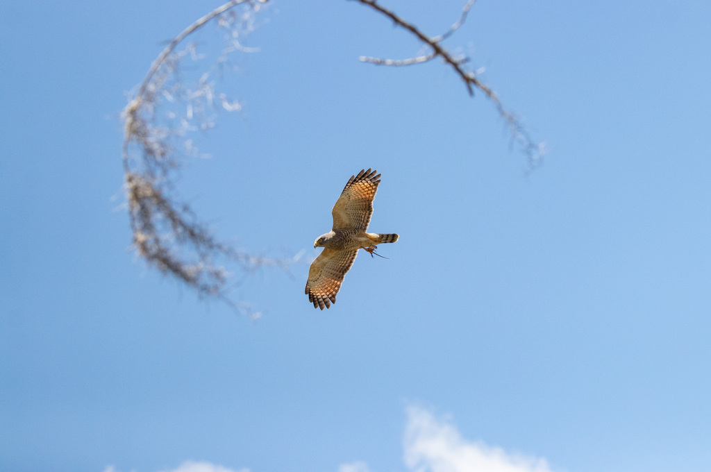 Roadside Hawk from Calakmul, Camp., México on March 24, 2023 at 12:18 ...