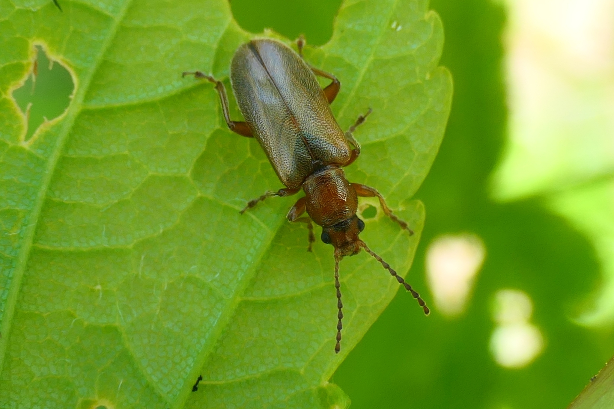 Orsodacnidae