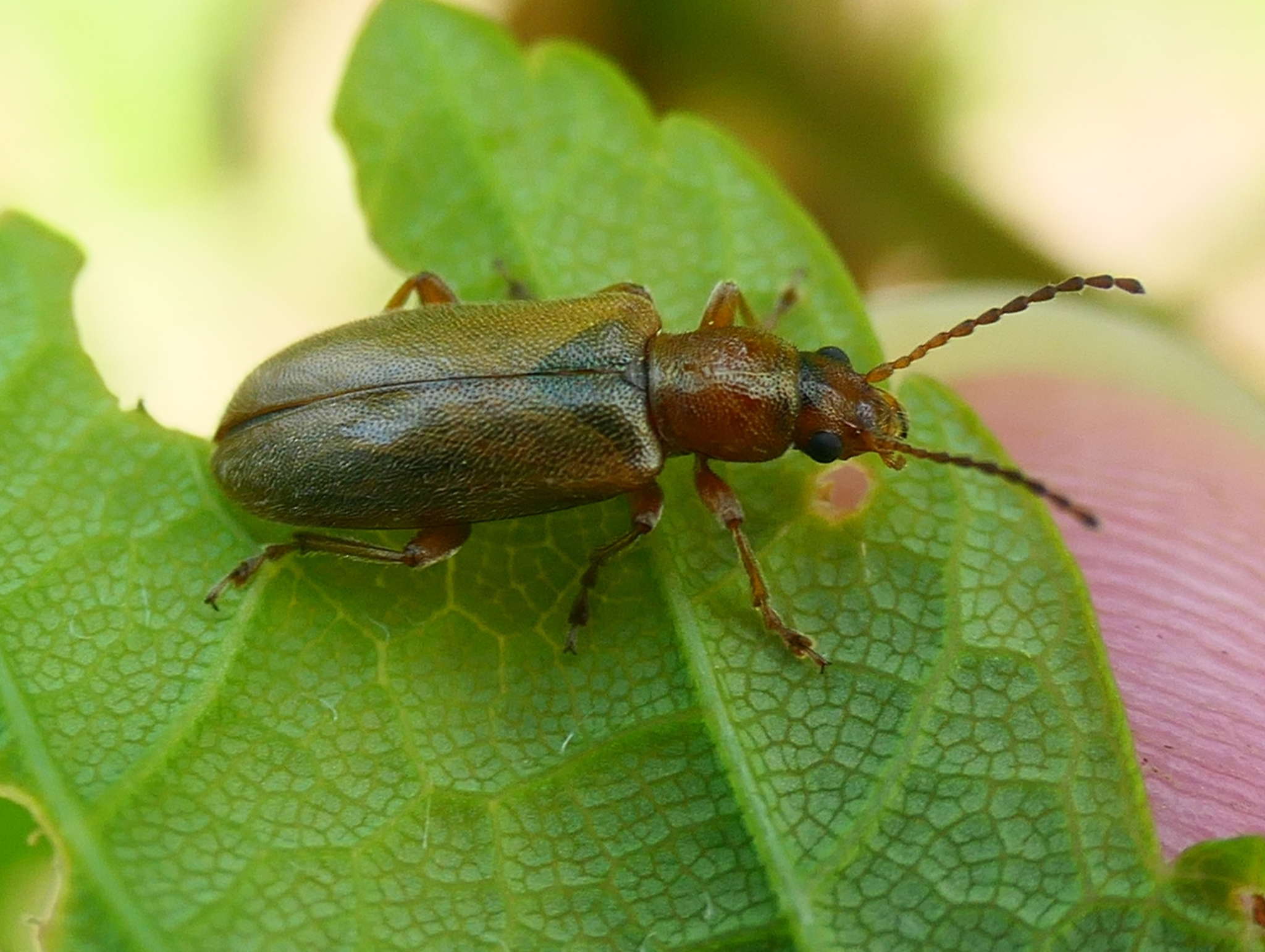 Orsodacnidae