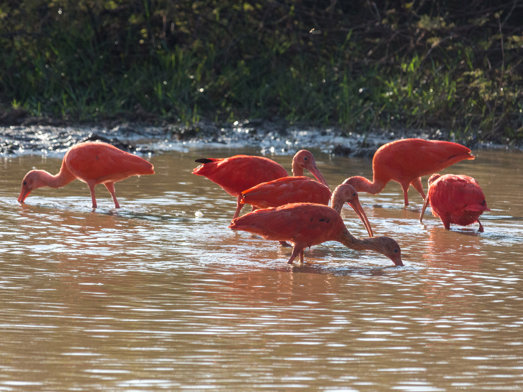 Eudocimus ruber (Linnaeus, 1758)