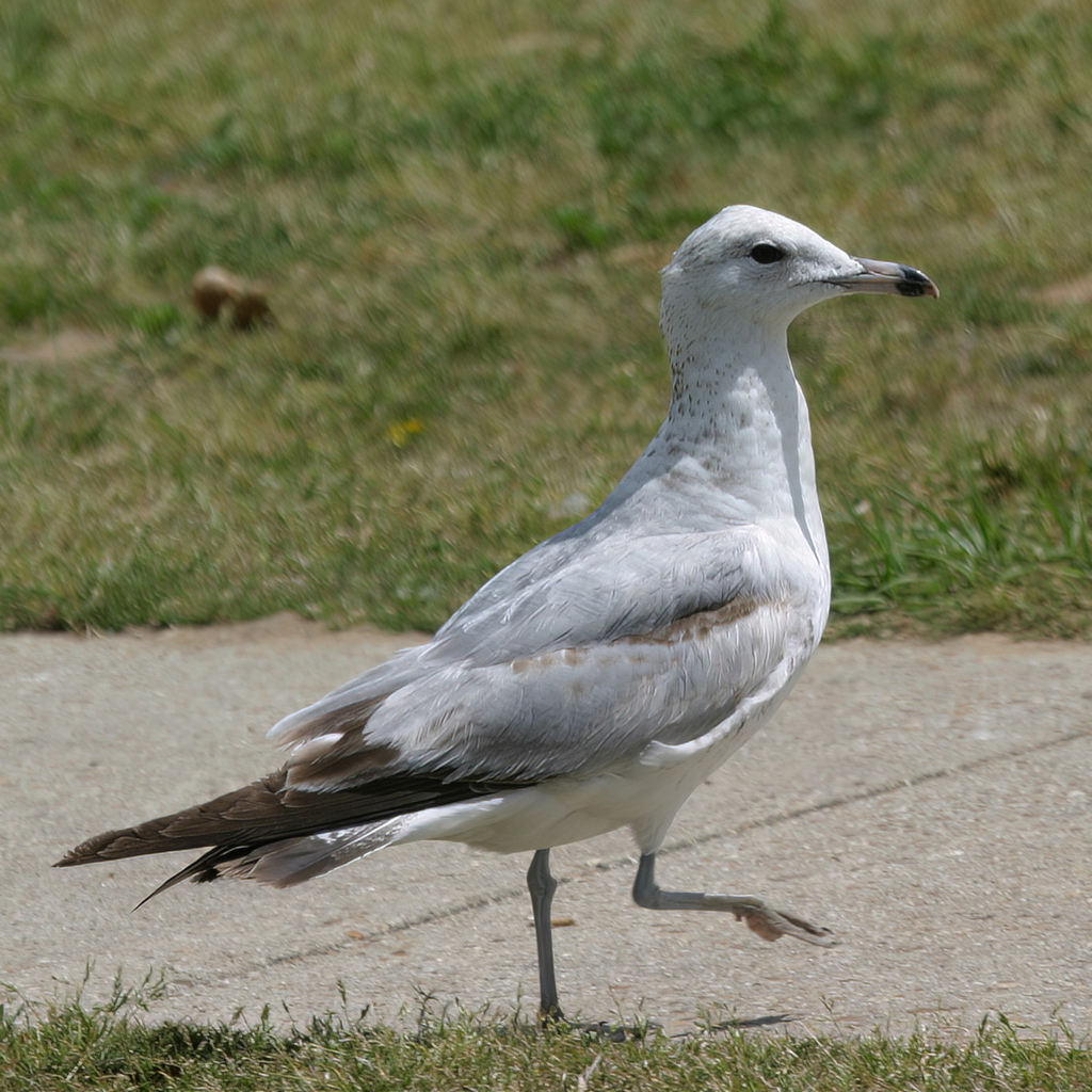 Ring-billed Gull from Alabama, USA on March 27, 2004 at 10:27 AM by ...