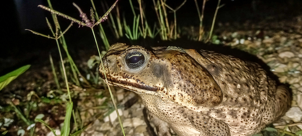 Giant Toad from Escárcega, Camp., México on July 27, 2022 at 10:29 PM ...