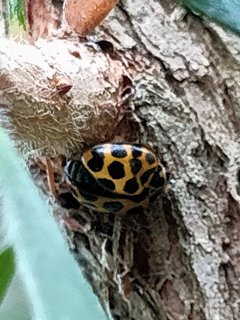 Large Spotted Ladybird from Blairgowrie VIC 3942, Australia on April 22 ...