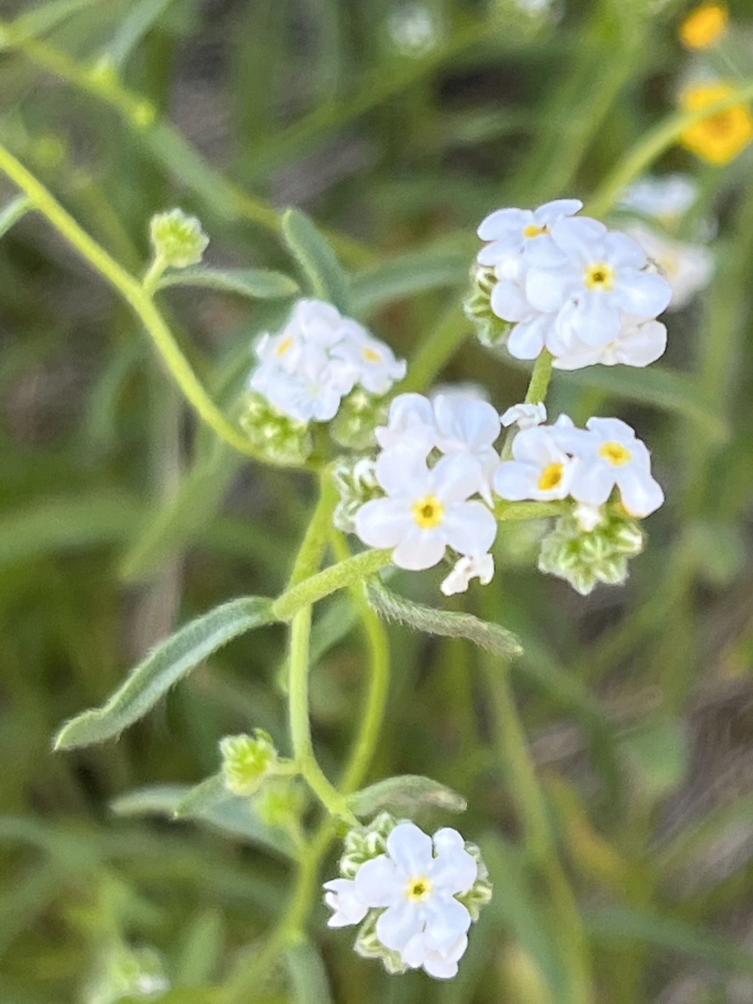 Cryptantha utahensis (A.Gray) Greene