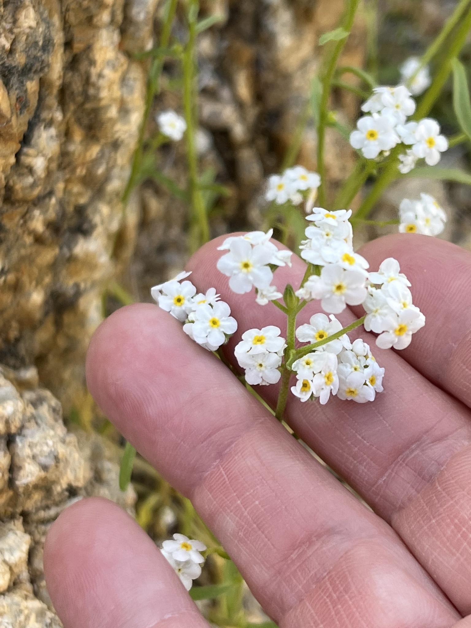 Cryptantha utahensis (A.Gray) Greene
