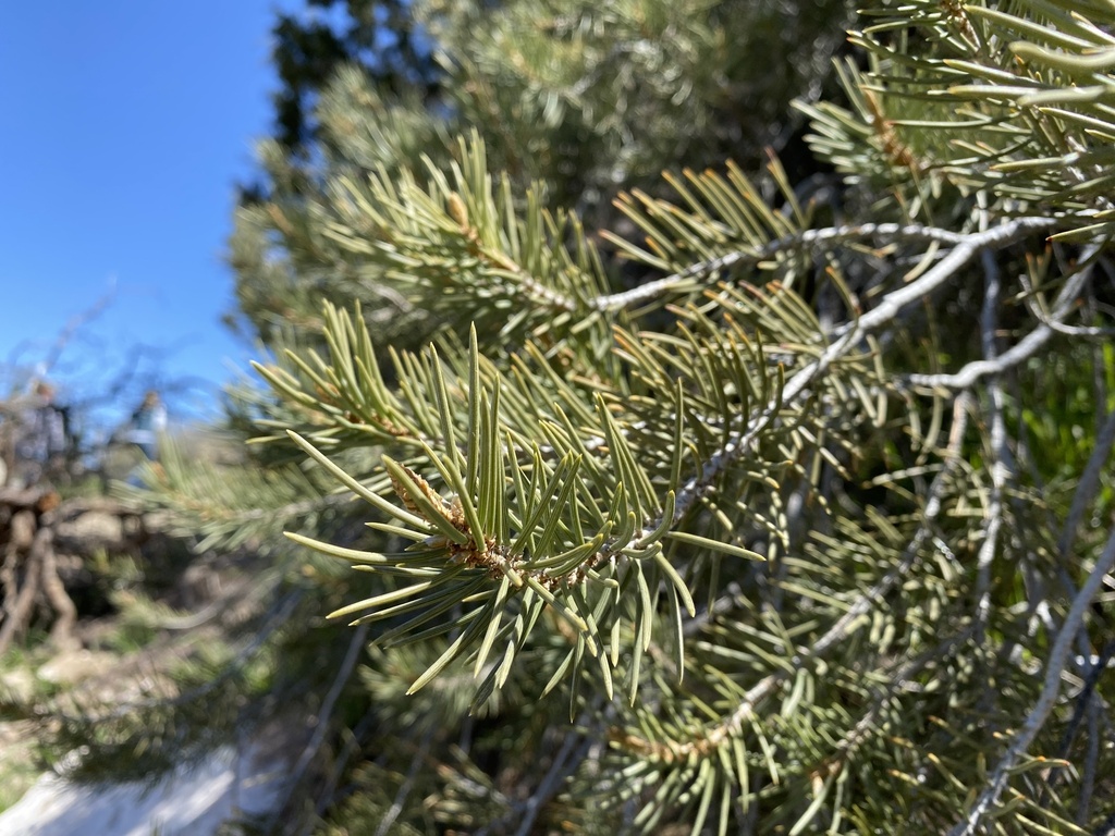 singleleaf pinyon in April 2023 by brock · iNaturalist