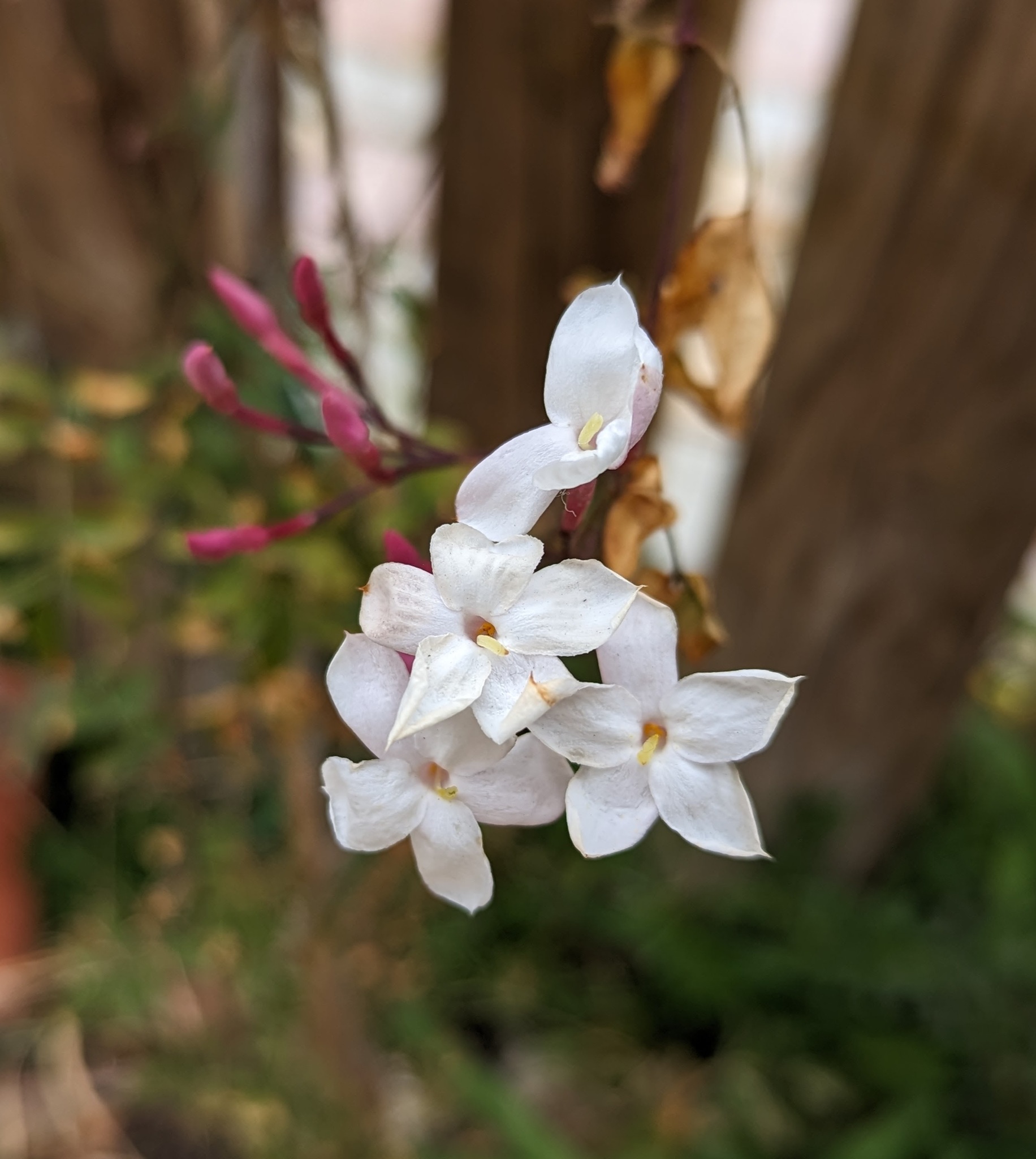 Jasminum polyanthum Franch.