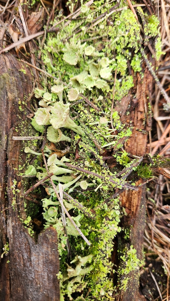 Pixie Cup Lichens from Missoula, MT 59804, USA on April 22, 2023 at 11: ...