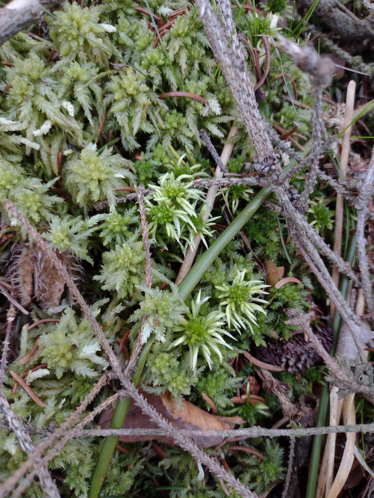 Sphagnum riparium Ångström, 1864