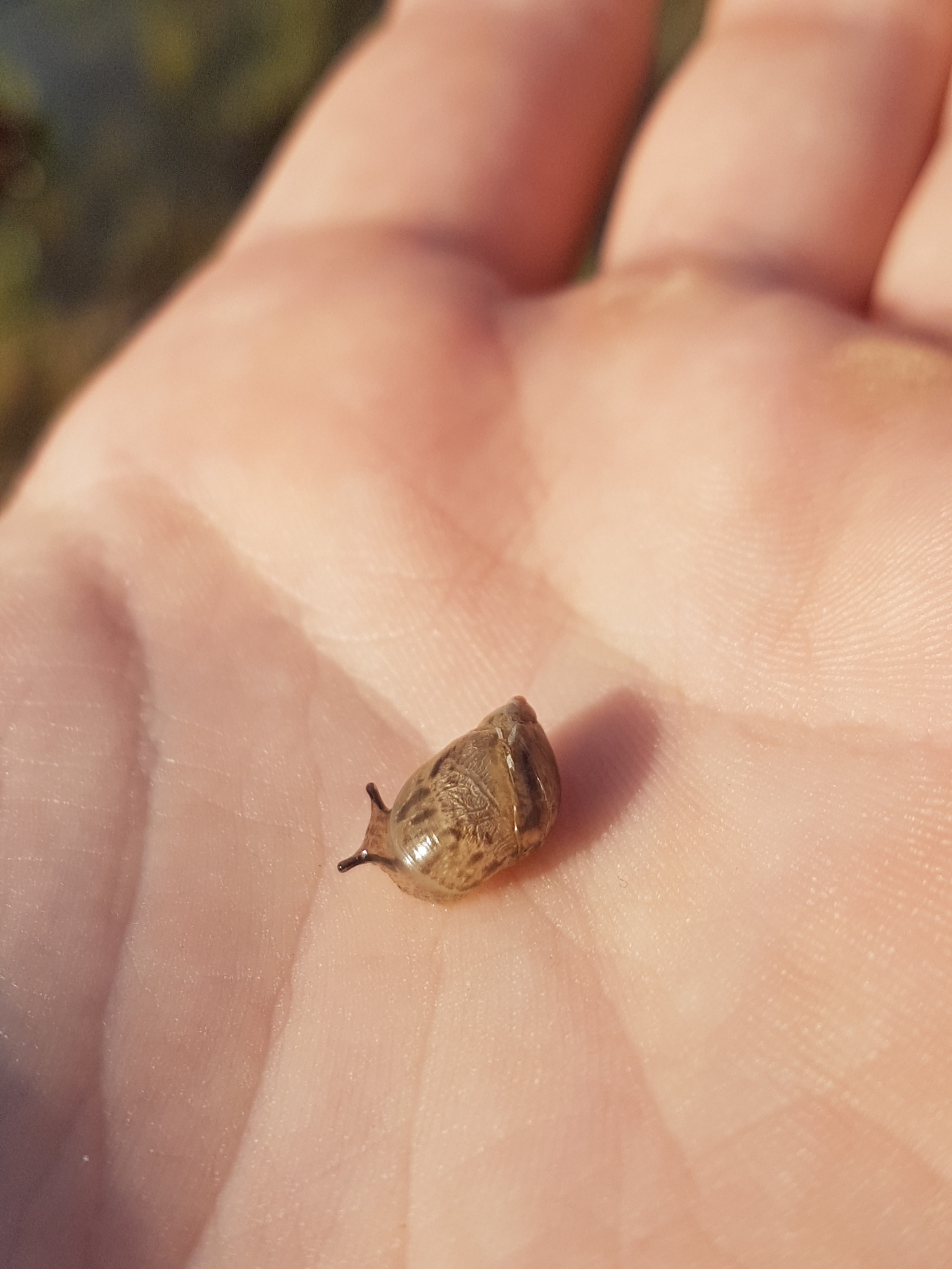 Succinea putris (Linnaeus, 1758)