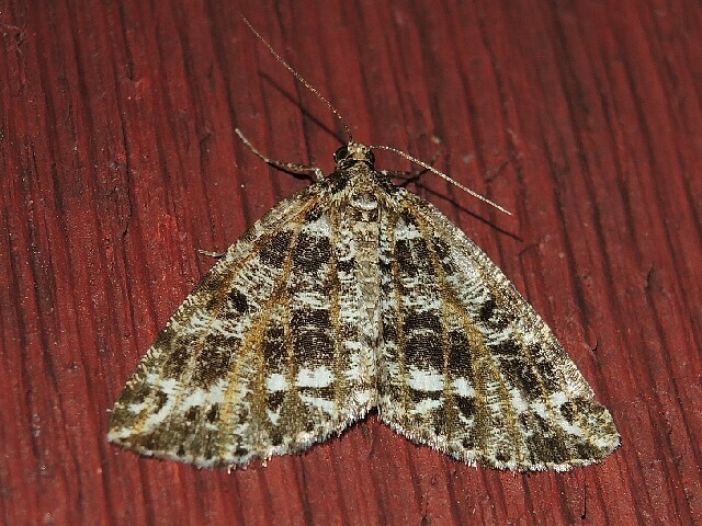 Yellow-veined Geometer Moth from Teatown - Cliffdale Farm, NY 10520 ...