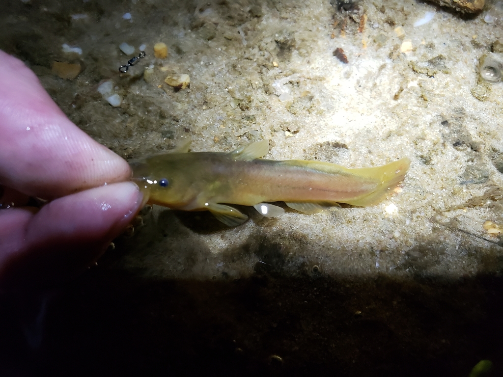 Tadpole Madtom in April 2023 by Bradley Rasmussen · iNaturalist