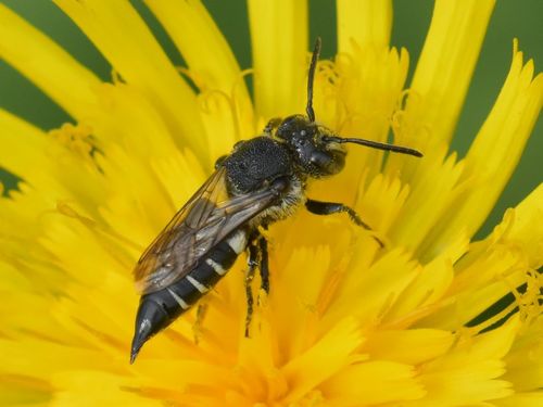 Grooved Sharp-tail Bee (Coelioxys conicus) · iNaturalist