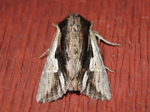 Bicolored Woodgrain Moth from Teatown - Cliffdale Farm, NY 10520, USA ...