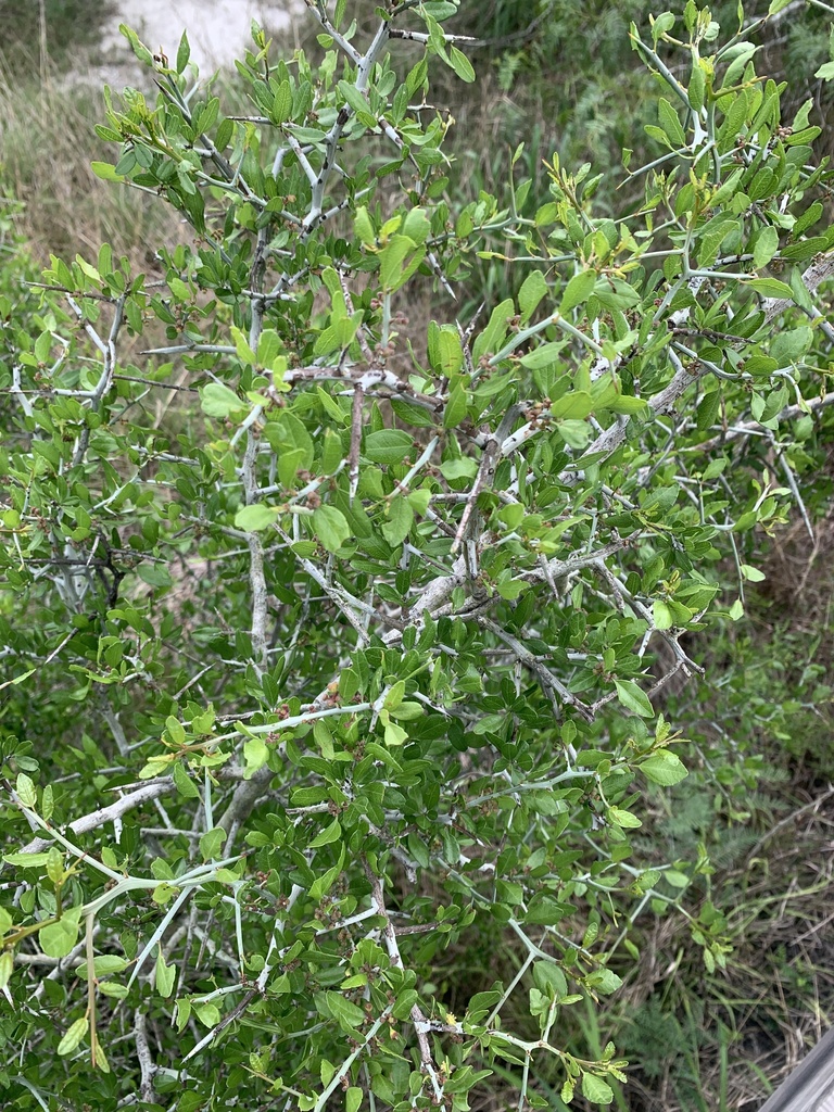 lotebush from Oso Bay, Corpus Christi, TX, US on April 22, 2023 at 03: ...