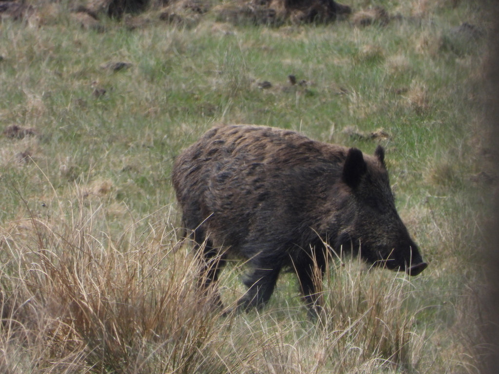 Wild Boar from 6670 Holsted, Danmark on April 22, 2023 at 01:17 PM by ...