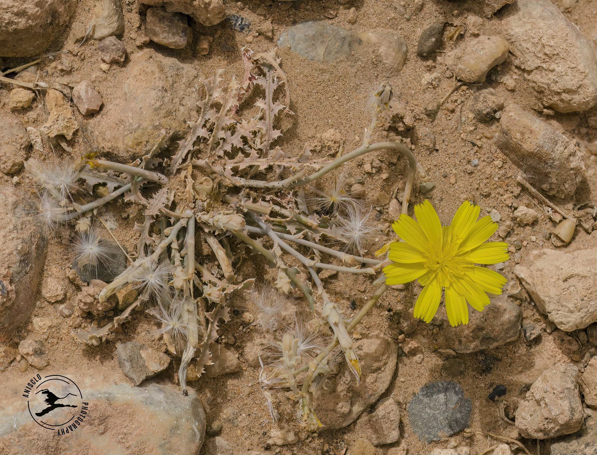 Launaea fragilis (Asso) Pau