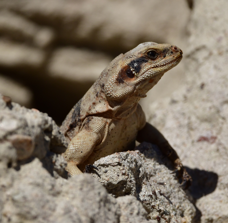 Common Chuckwalla from Kern County, CA, USA on April 21, 2023 at 10:46 ...
