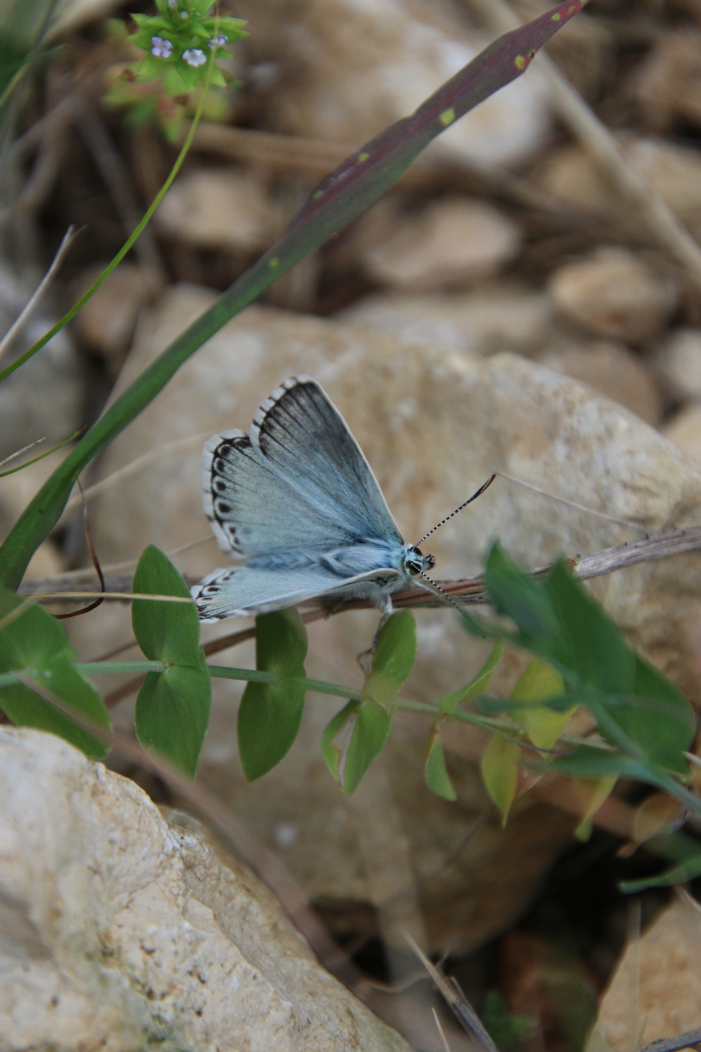 Lysandra Hemming, 1933