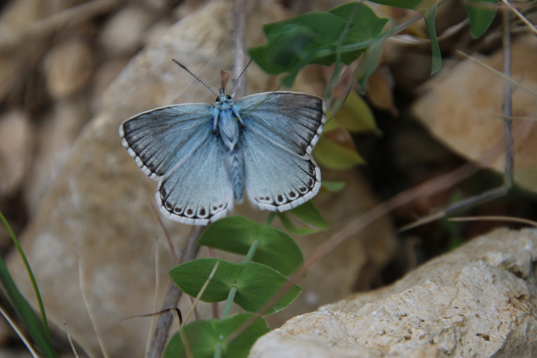 Lysandra Hemming, 1933