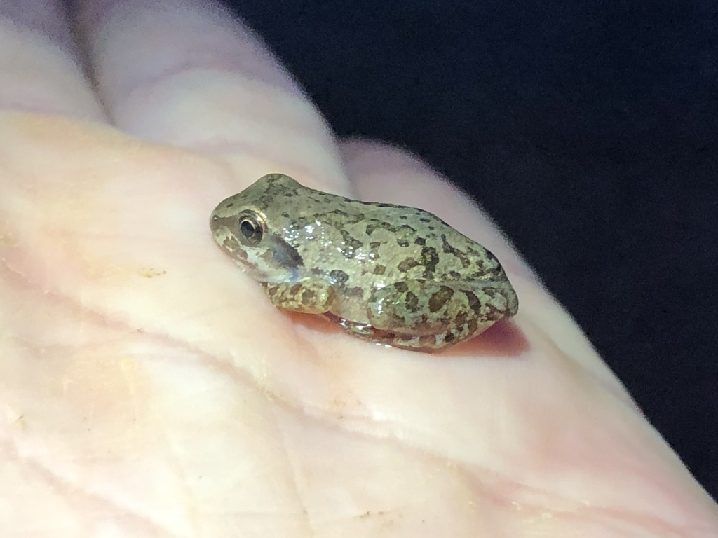 Strecker's Chorus Frog in April 2023 by Luke Marshall. Counted 39 ...